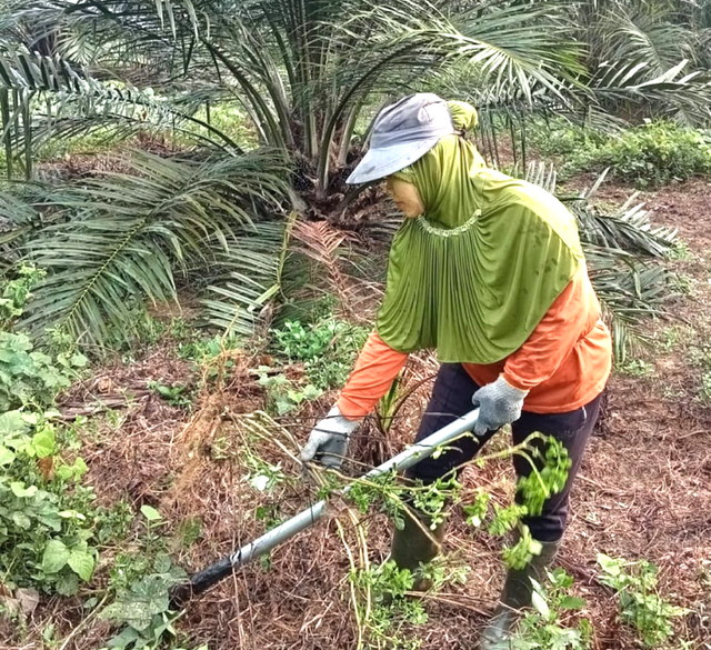 Gulat Manurung : Petani Sawit Indonesia, Bagian Solusi dari UUCK