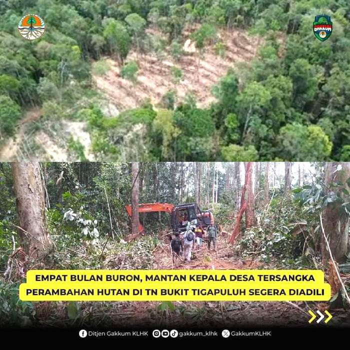 Empat Bulan Buron, Mantan Kepala Desa Tersangka Perambah Hutan di TN Bukit Tigapuluh Segera Diadili