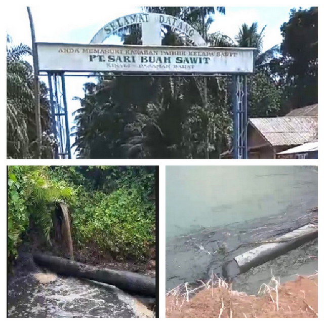 Warga Pasaman Barat Keluhkan Limbah Pabrik Sawit Cemari Sungai dan Lingkungan