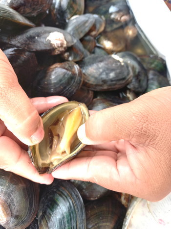 Fenomena Apa Ini? Kerang Lokan Banjiri Pekanbaru